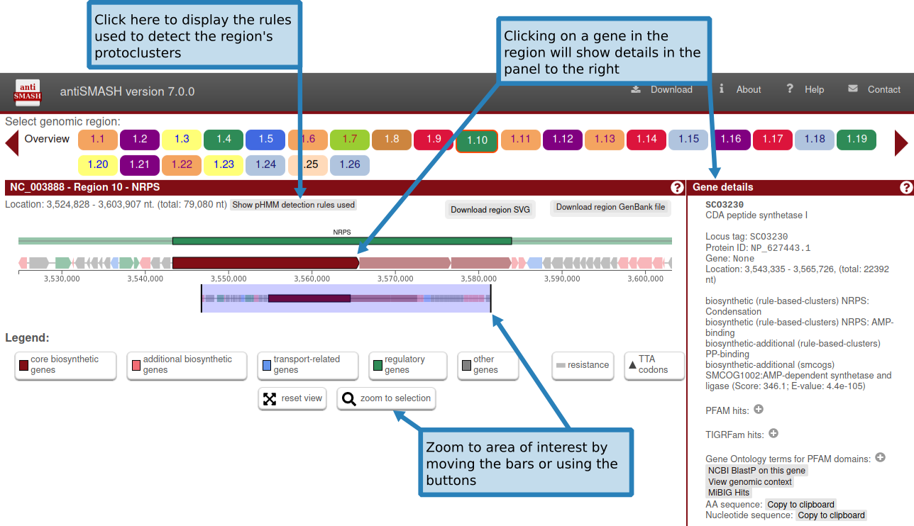Region Results page - PlantiSMASH Documentation